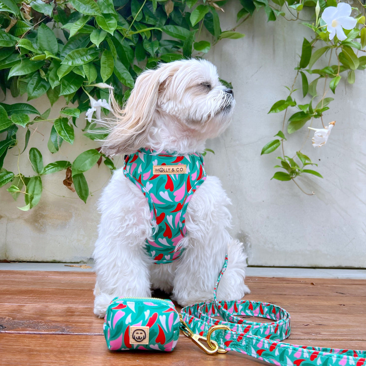 Amore - Dog Walking Bundle – Molly & Co.