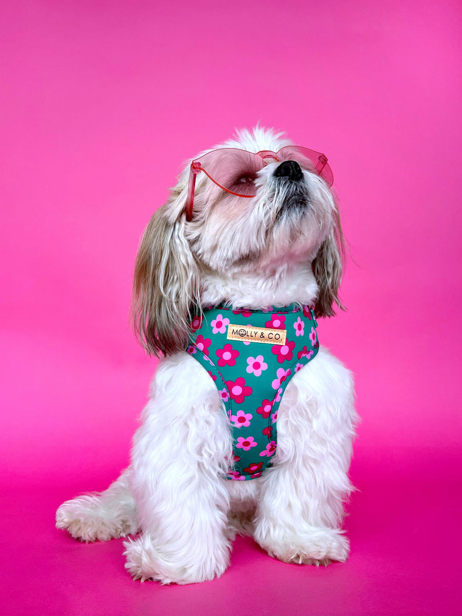 Petunia - Dog Walking Bundle – Molly & Co.